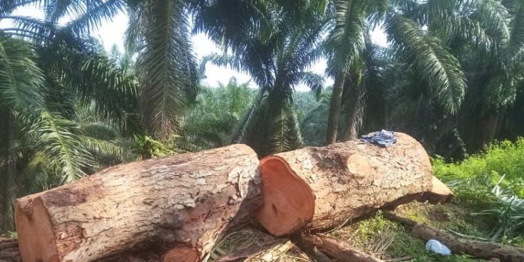 Dua Buah Pohon Kayu Mahoni diAreal Afdeling 1 Kebun Silau Dunia Yang ...